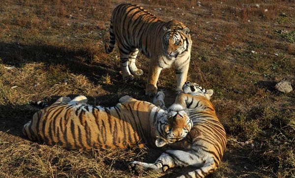 Photo, Image & Picture of Harbin Tiger