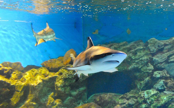 Photo, Image & Picture of Dalian Tiger Beach Ocean Park Sharks