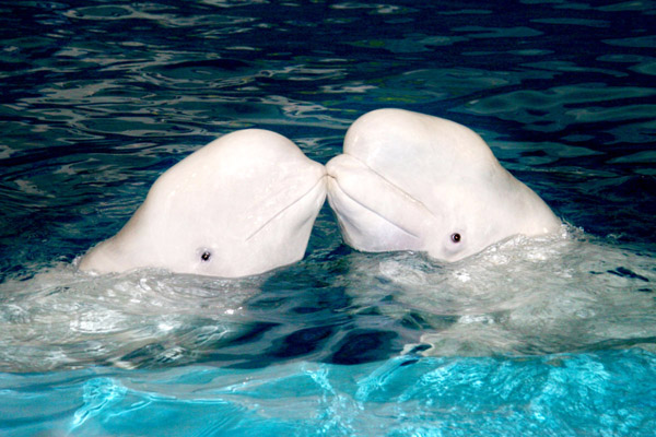 Dalian Tiger Beach Ocean Park Photos